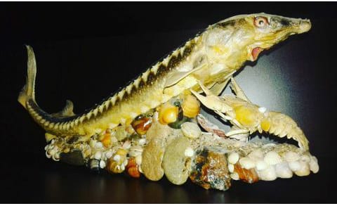 Qurudulmus Baliq Xerceng Tisbaga Suvenir — Hediyyem.az