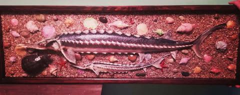 Qurudulmus Baliq Xerceng Tisbaga Suvenir — Hediyyem.az