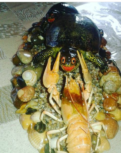 Qurudulmus Baliq Xerceng Tisbaga Suvenir — Hediyyem.az